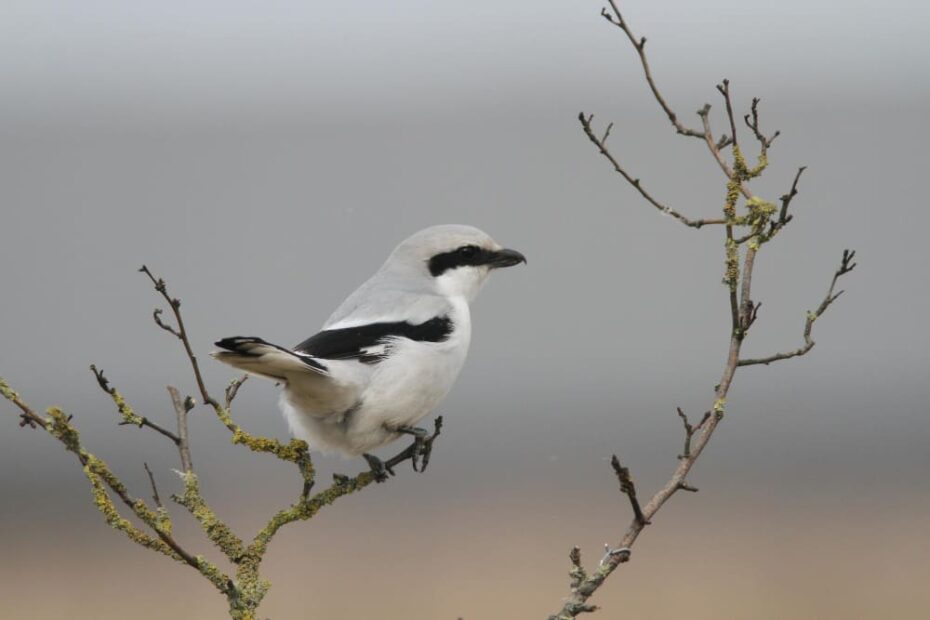 Shrike Spiritual Meaning: 7 Signs From This Bird