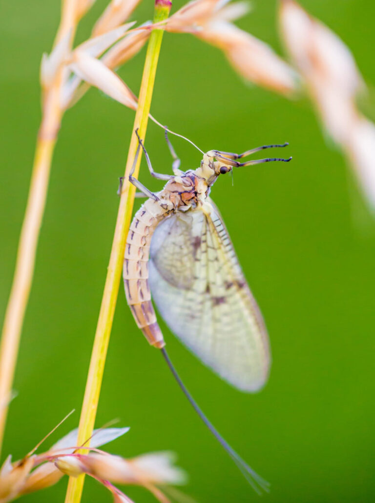 Mayfly Spiritual Meaning: Is It Good Luck?