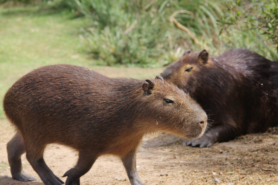Capybara Spiritual Meaning: Spirit Animal Symbolism