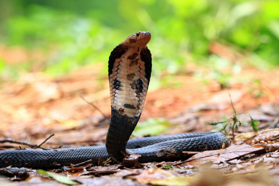Spiritual Meaning of Cobra: Have You Seen One?