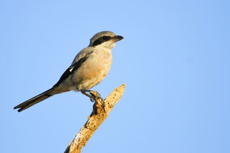 Shrike Spiritual Meaning: 7 Signs From This Bird