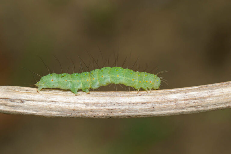 Spiritual Meaning of Cankerworm: 7 Signs From Heaven