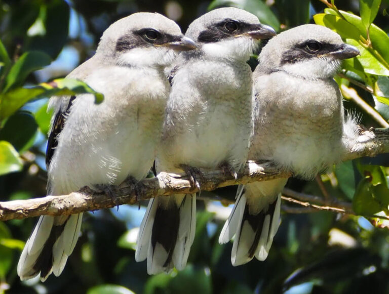 Shrike Spiritual Meaning: 7 Signs From This Bird