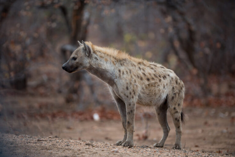 Hyena Spiritual Meaning: Symbolism and Messages