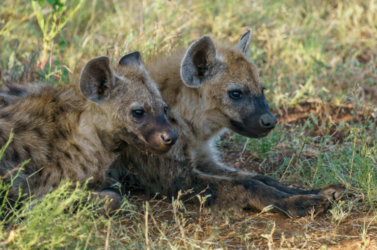 Hyena Spiritual Meaning: Symbolism and Messages