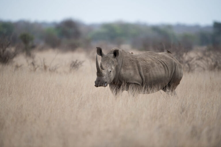 Rhino Spiritual Meaning: What Does Rhinoceros Represent?