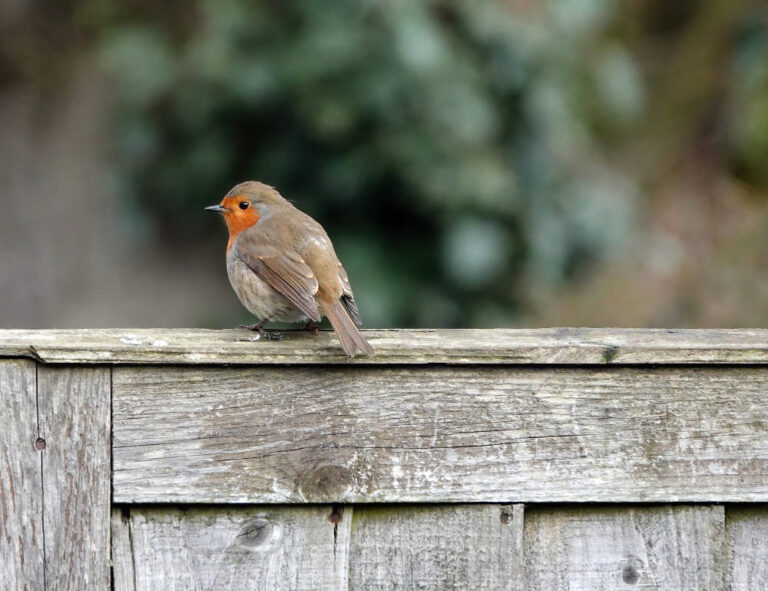 Spiritual Meaning of Robin Tapping on Window - 7 Signs