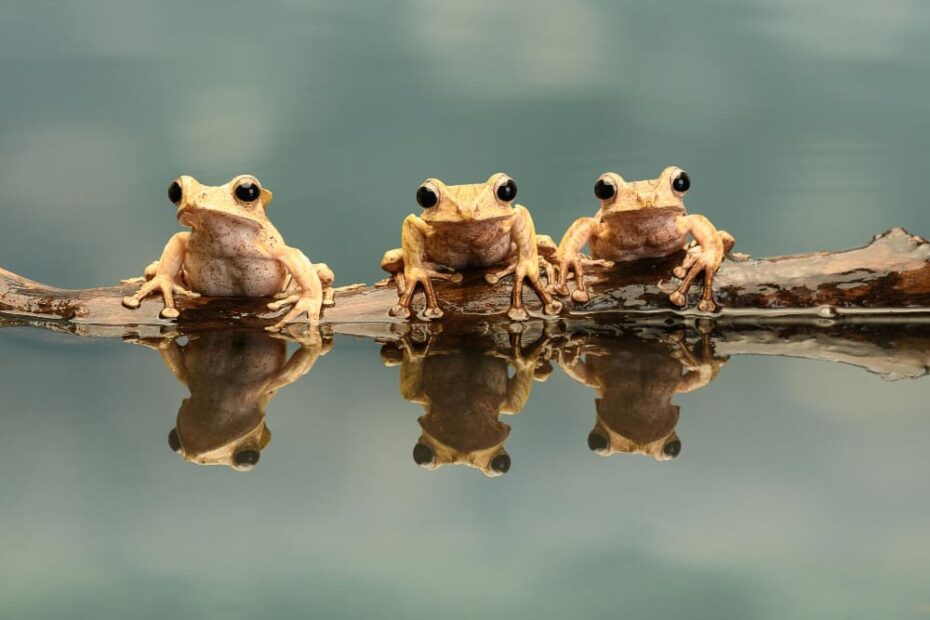 2, 3, 4, 5, and 6 Frogs Meaning: Spiritual Signs
