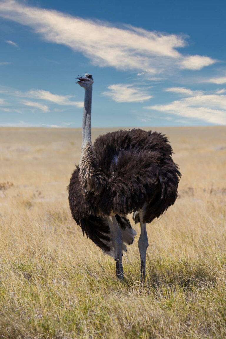 Ostrich Spiritual Meaning: Did You See One? Sign!
